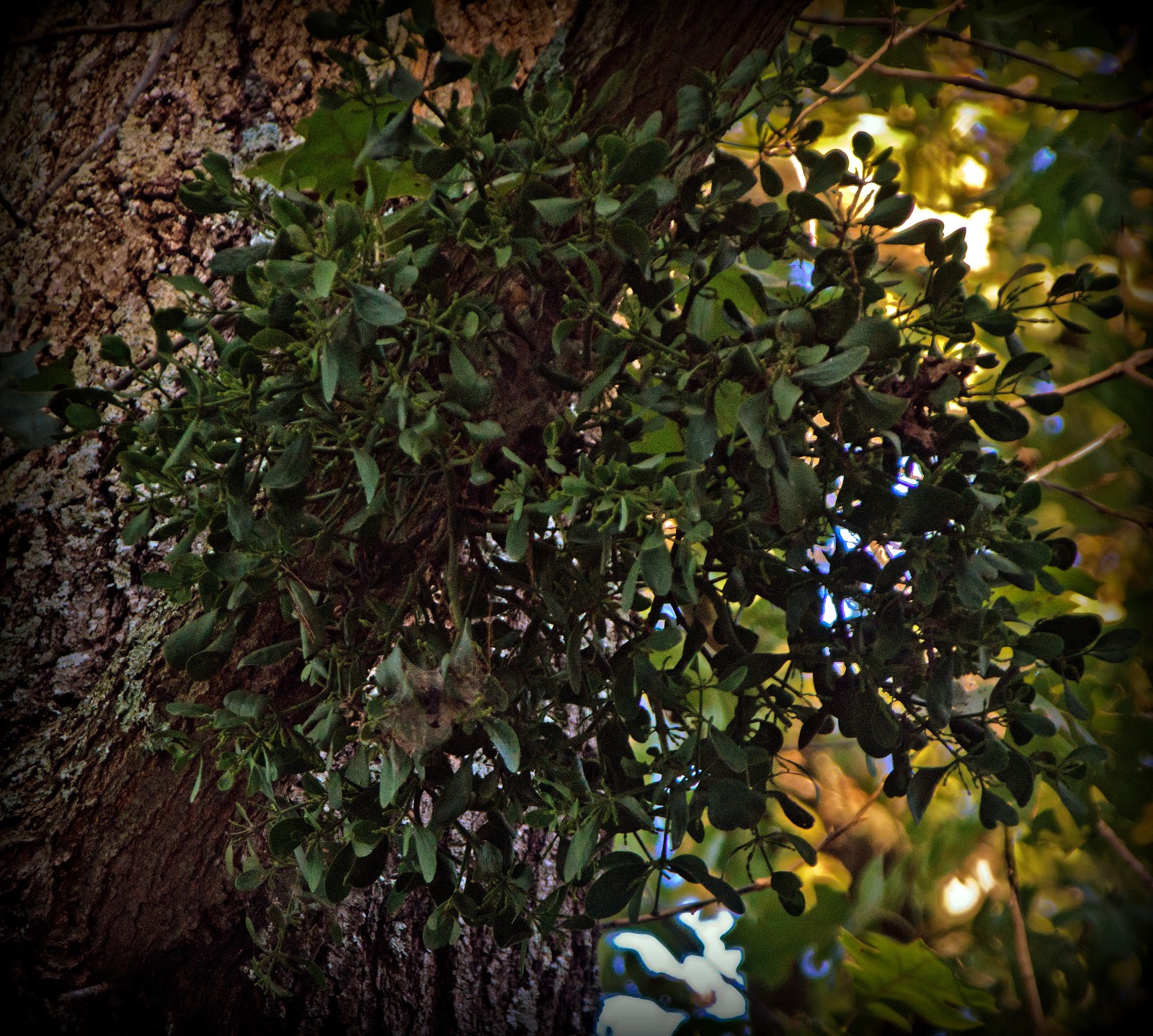 Gardening in the Heart of Virginia: Mystical Mistletoe