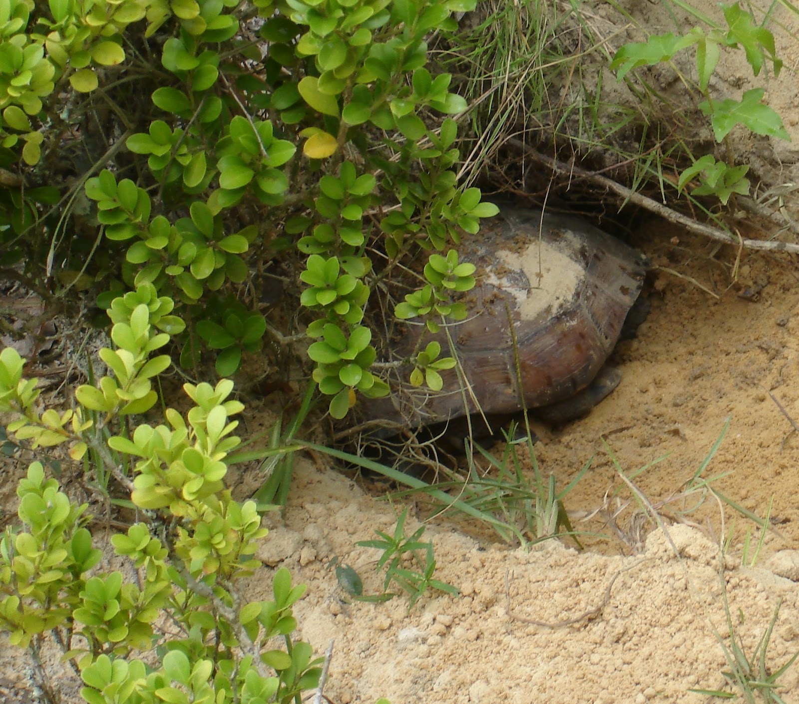 Blue Starr Gallery: Gopher Tortoise Mating Dance