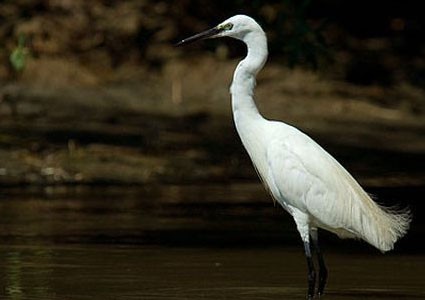 Pasiunea Pescuitului: Egreta