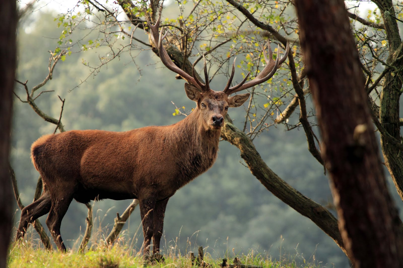 Forest of Dean Wildlife & Nature Diary: Red Deer Rut!