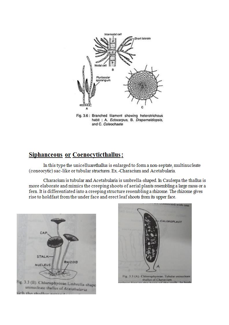 Acetabularia Labeled Dissection Scope