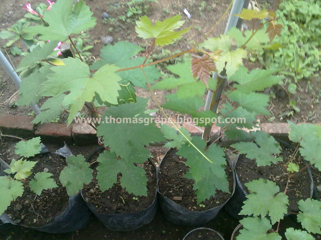 THOMASGRAPE: ANGGUR DARI-BIJI