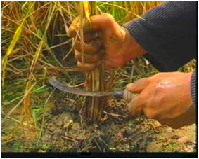 SELAMAT DATANG: Menuai padi