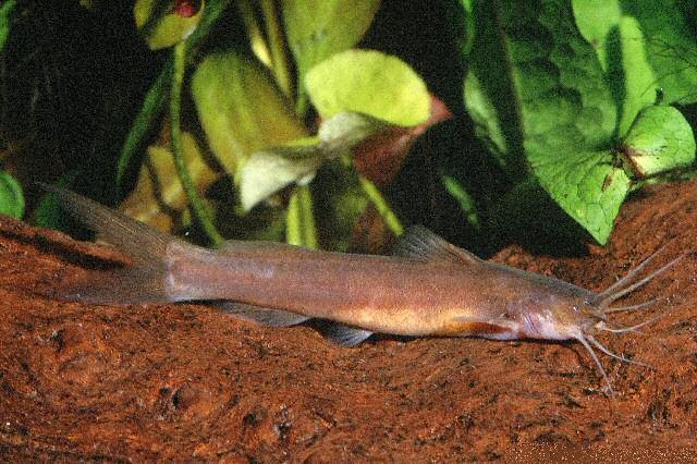 Artes de Pesca: VAMOS A PESCAR PEZ GATO 2ª Parte