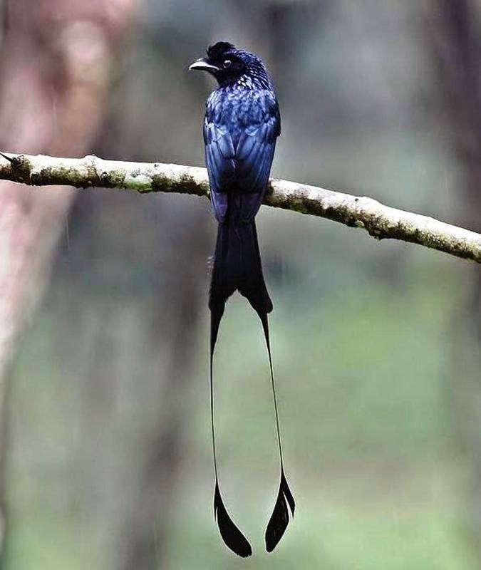 chim Chèo Bẻo | Chim canh - Cay canh - Chim bo cau - Chao mao - Hoa dep