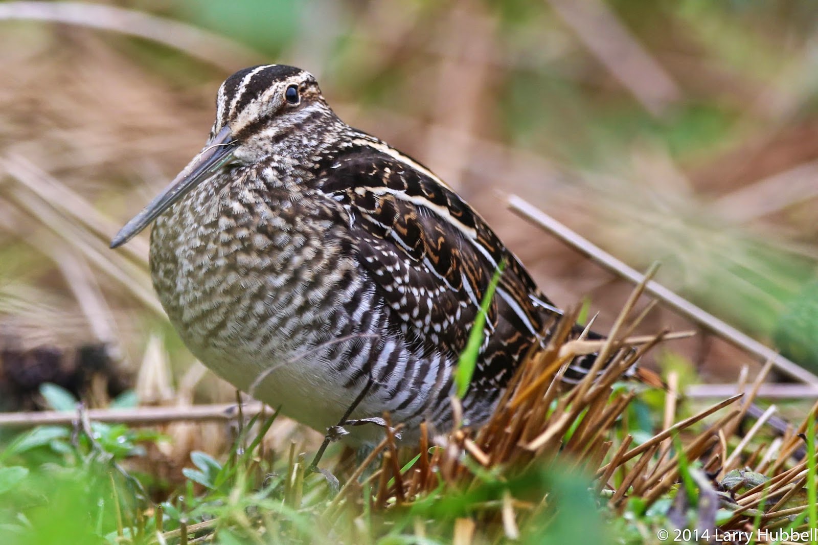 Union Bay Watch : Snipe Hunting!