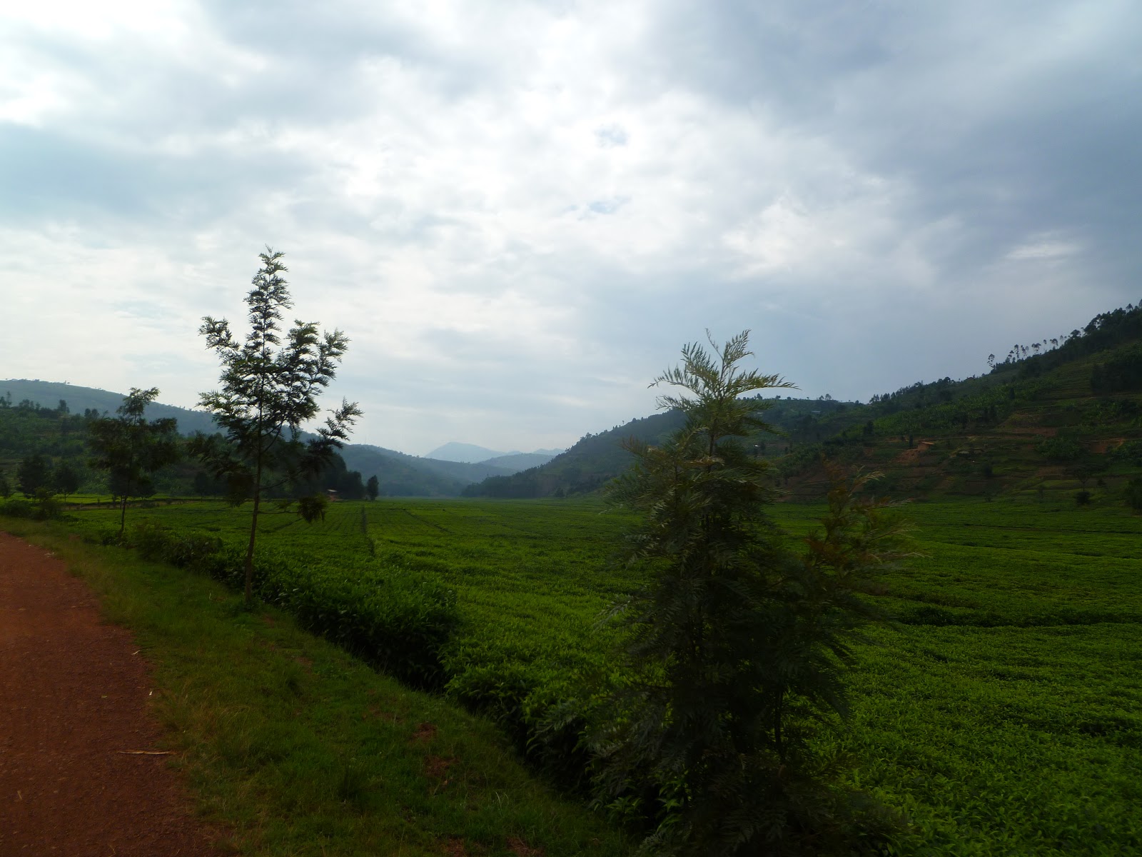 The Kroghs in Kigali!: The Sorwathe Tea Plantation