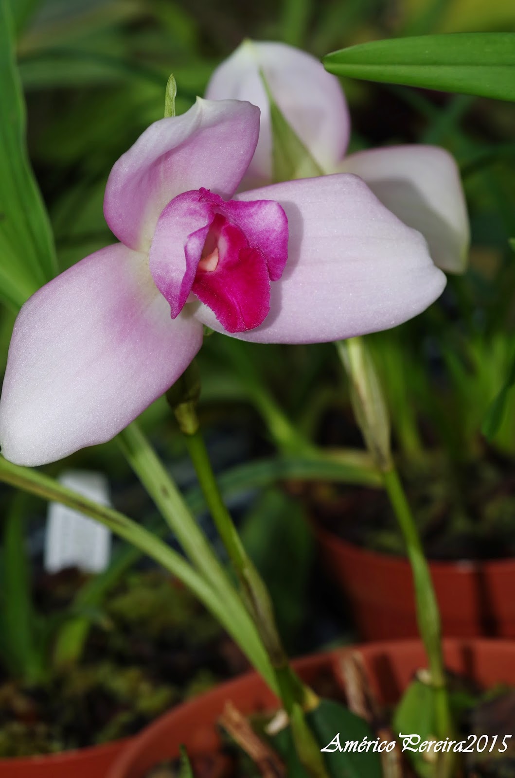 Orquídeas soltas: Lycaste skinneri