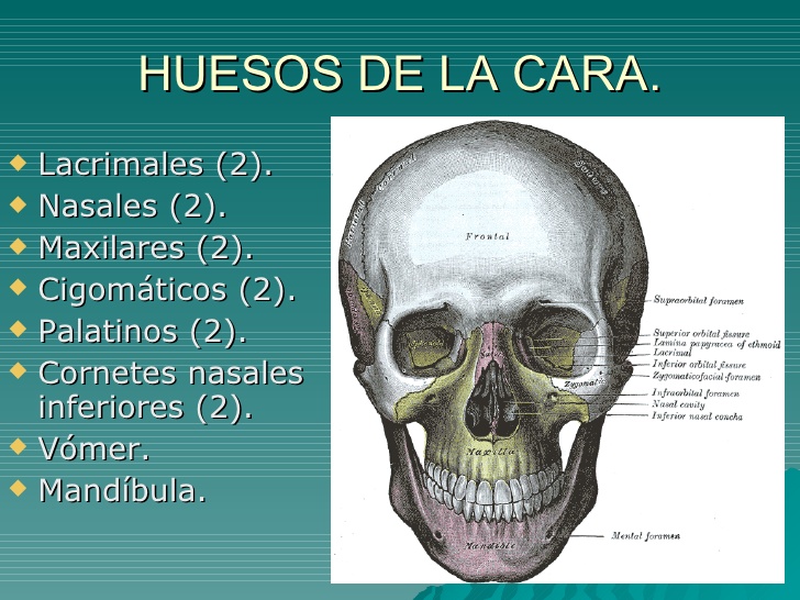 HUESOS DE LA CABEZA