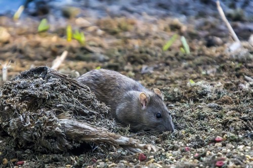 Biodiversidad Costa Granadina y ... (Fauna): Rata común, rata parda ...