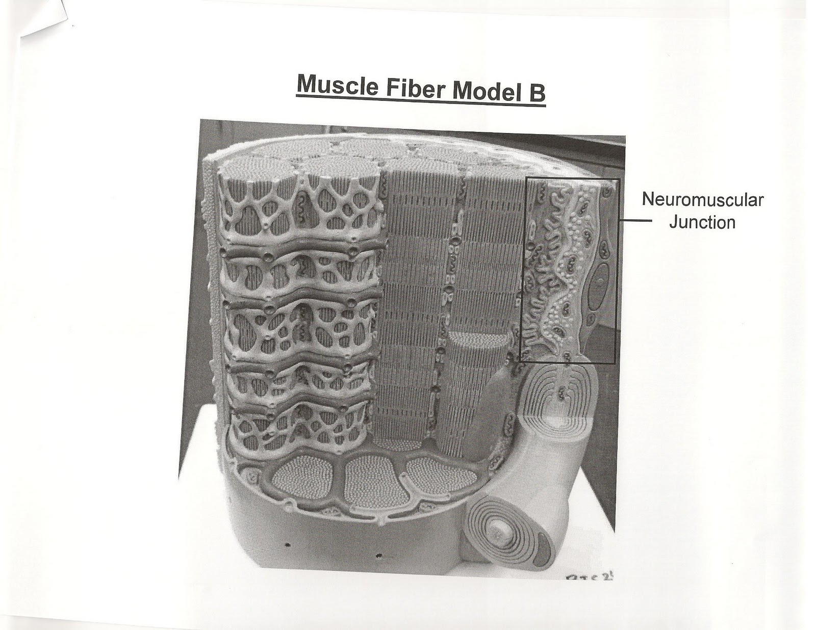 ANATOMY & PHYSIOLOGY I BIS 240: Muscle Fiber Model B