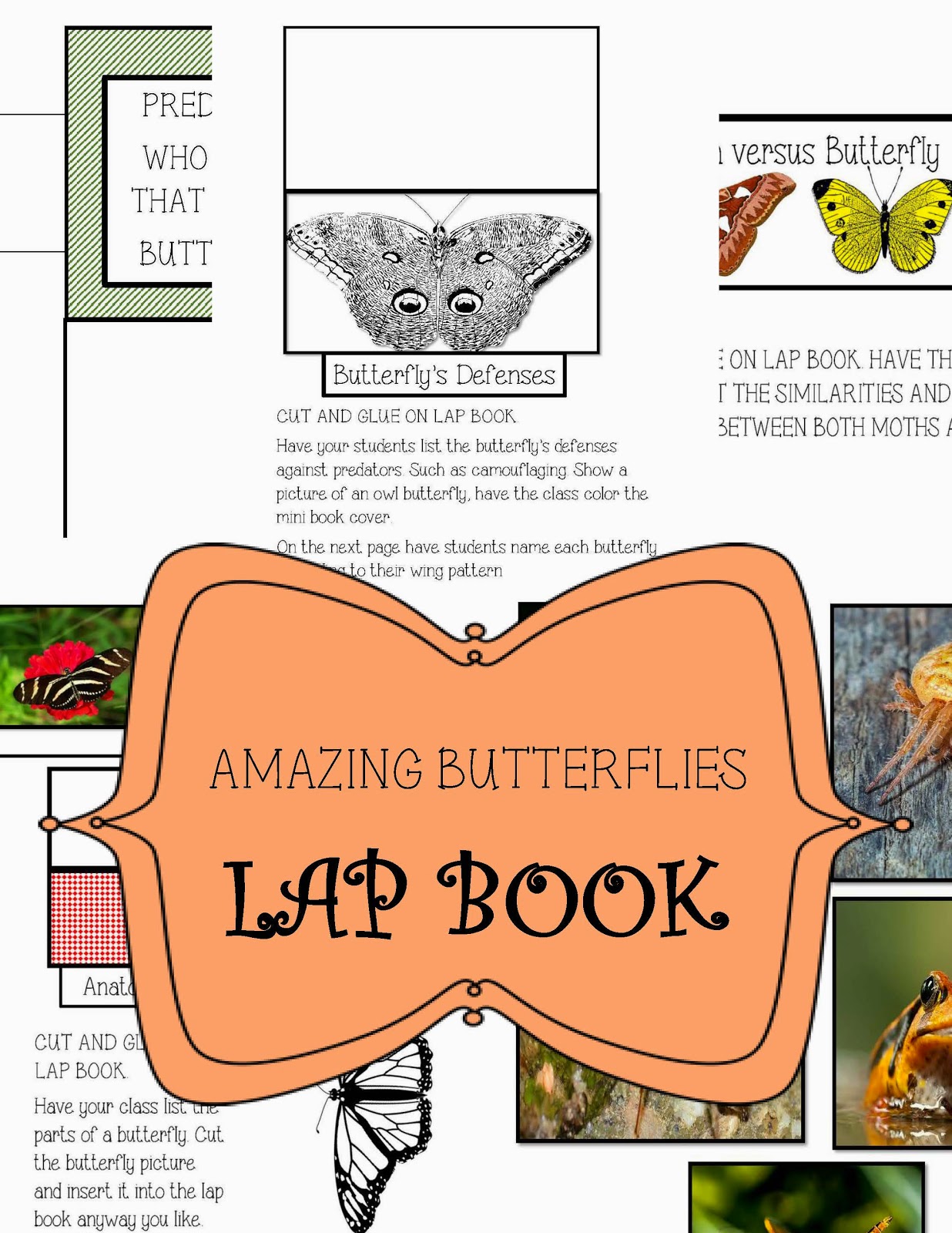 The Hermit Crabs Homeschool: All About Butterflies