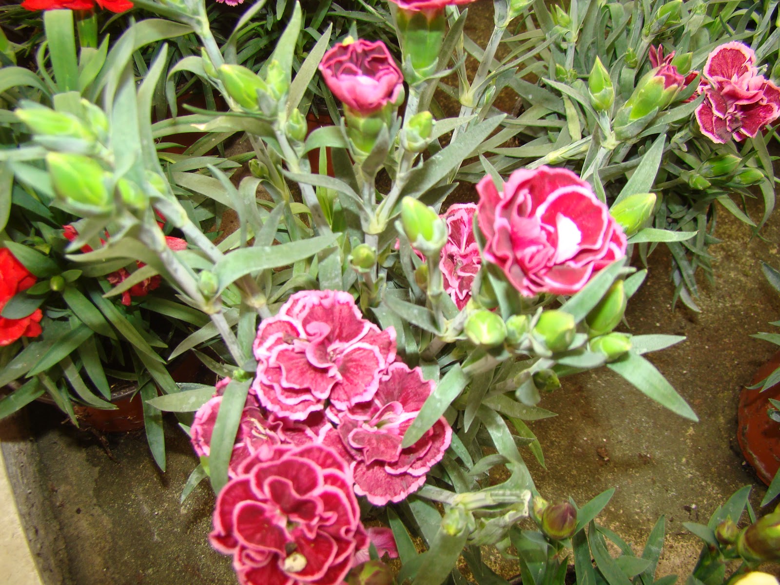 Flores Pinturas y otras cosas guays: CLAVEL DIANTHUS CARYOPHYLLUS