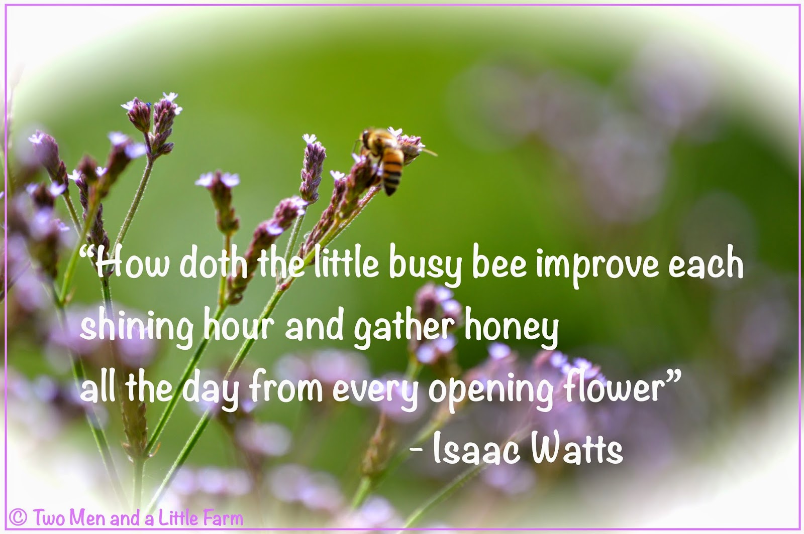 Two Men and a Little Farm: BEE QUOTE WITH PICTURE