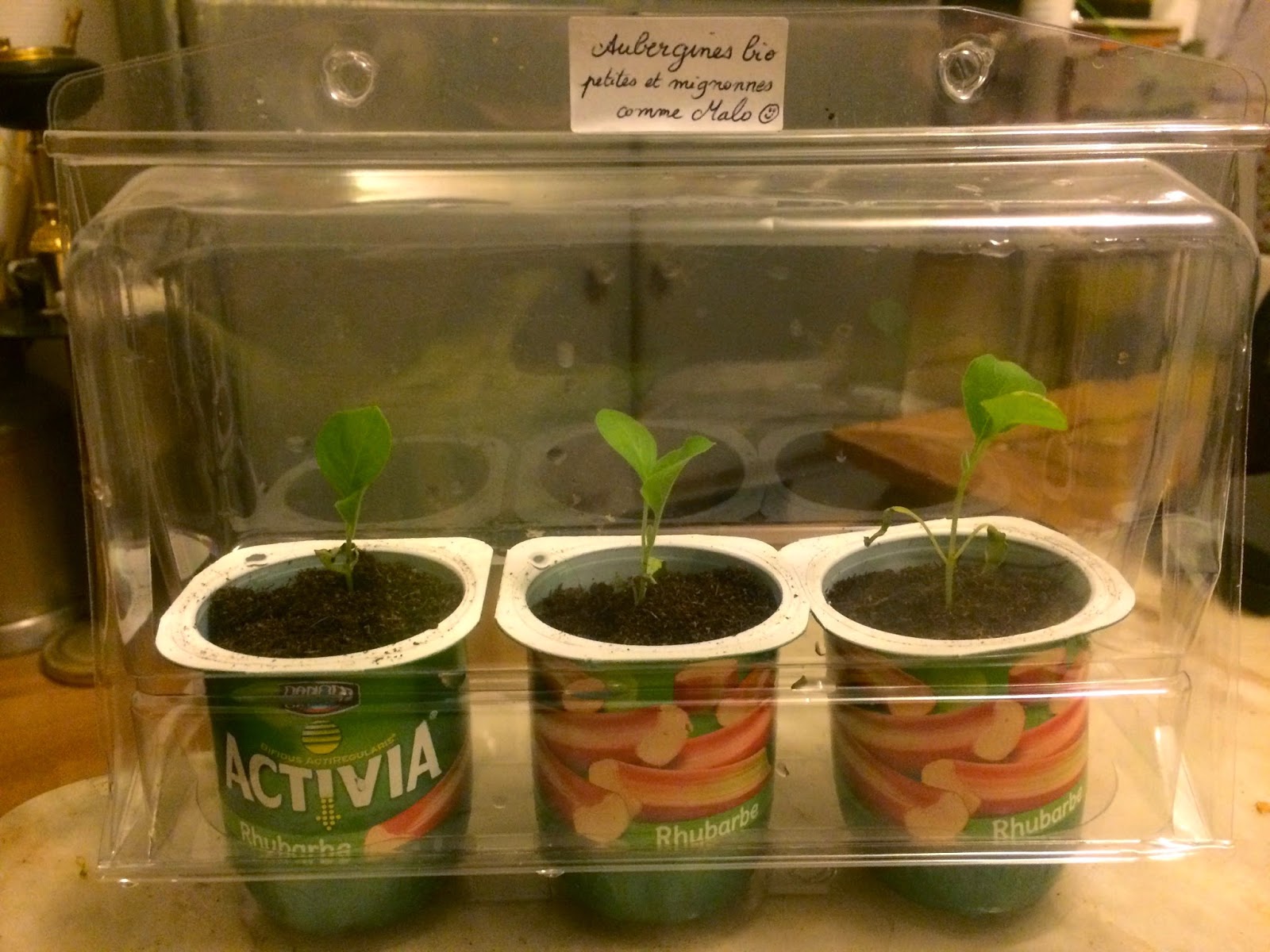 LE POTAGER DE BALCON DE MADAME LAITUE À PARIS : AUBERGINE : MON ...