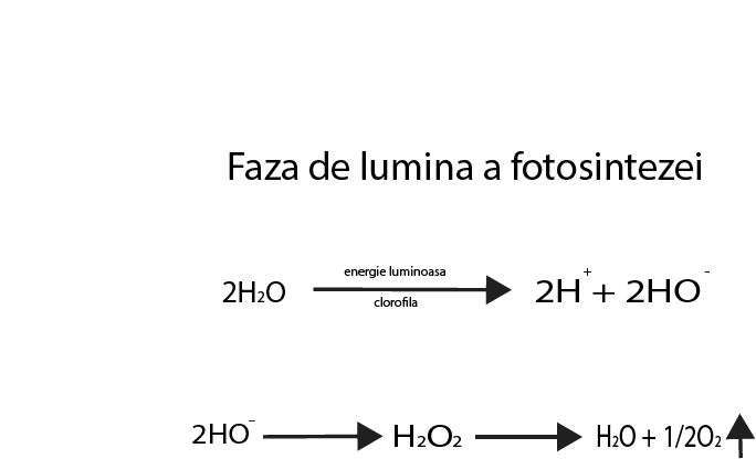 Biologia: Fotosinteza
