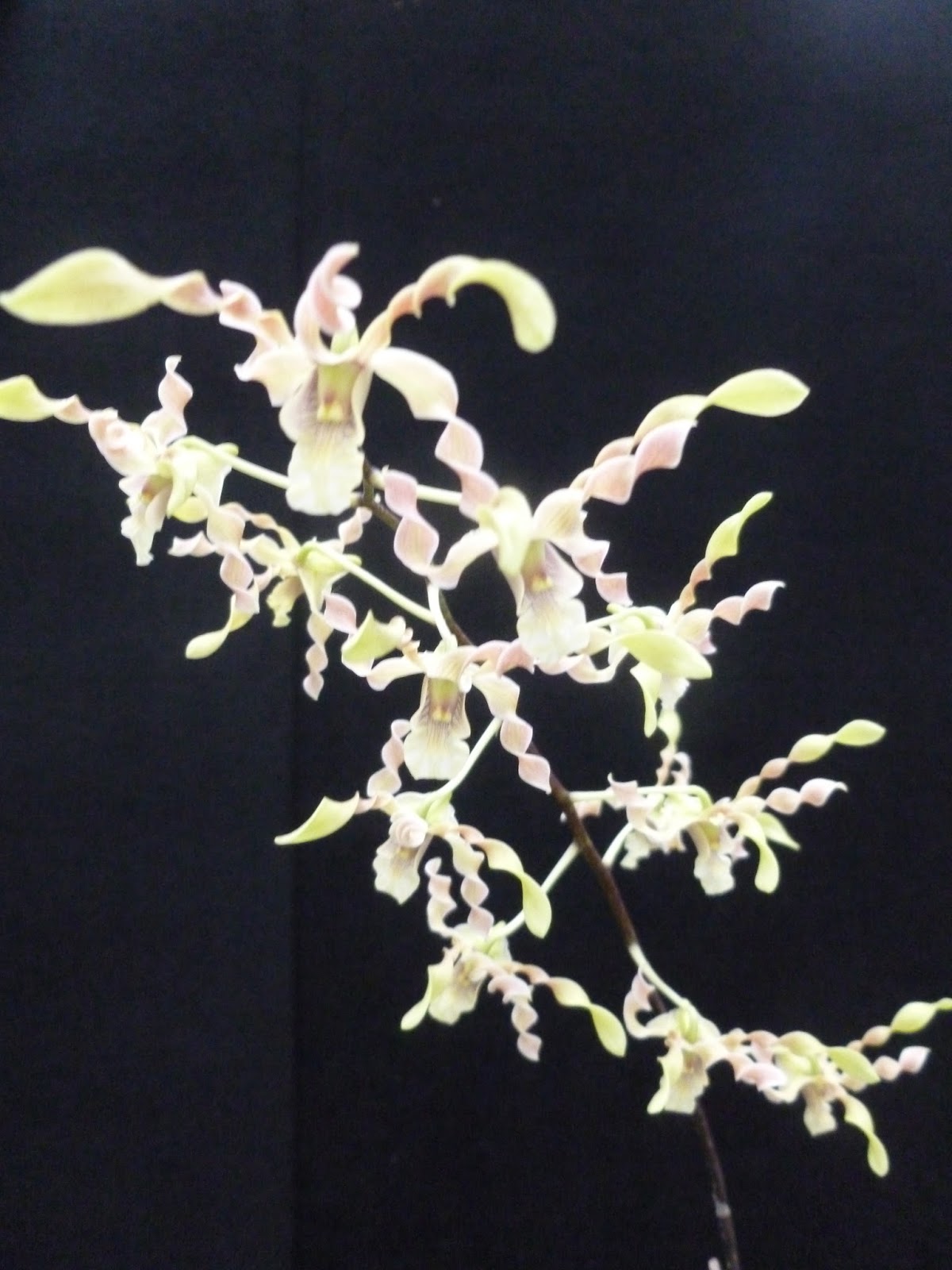 Onslow and Miss B: Australian Native Orchid Society conference