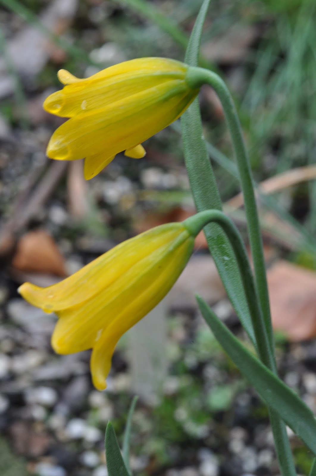 Alpine Garden Society Victorian Group: Fritillaria Otto's Garden.