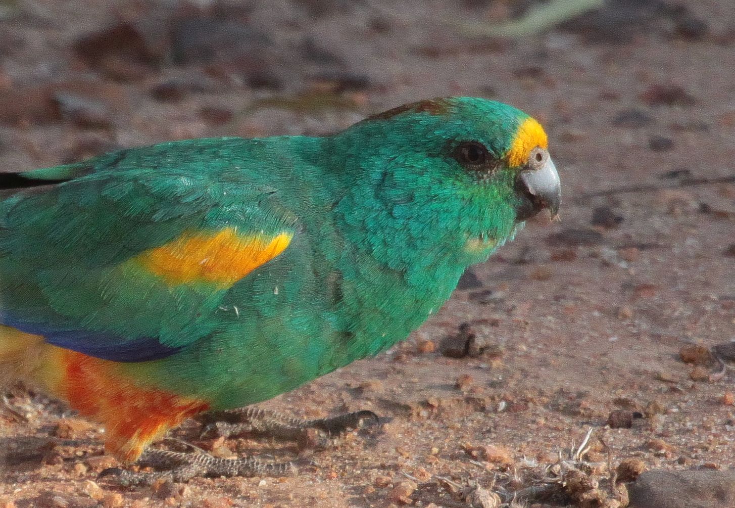 Richard Waring's Birds of Australia: Mulga Parrots, Major Mitchell ...