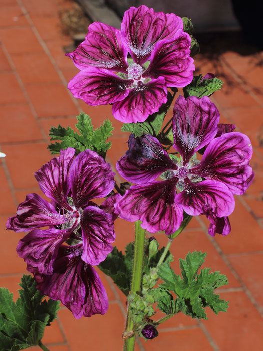 El Jardín Sucronense: Malva 'Mystic Merlin', una silvestre vestida de gala