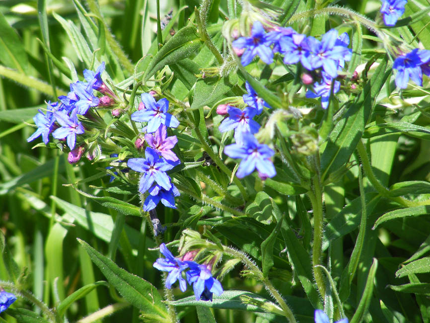 Loire Valley Nature: Purple Gromwell - Lithospermum purpureocaeruleum