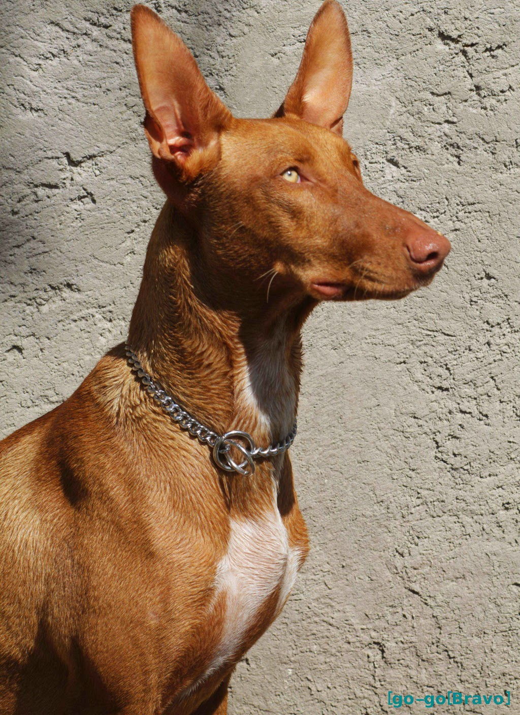 Faraón hound | WIKI PERROS