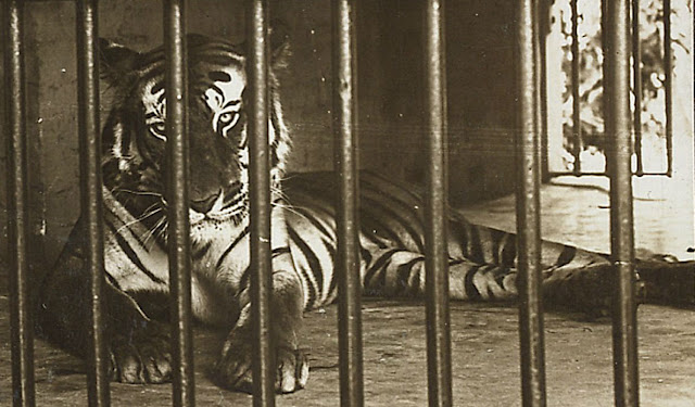 Man-Eater Tiger at Calcutta (Kolkata), Killed 200 men, women and ...