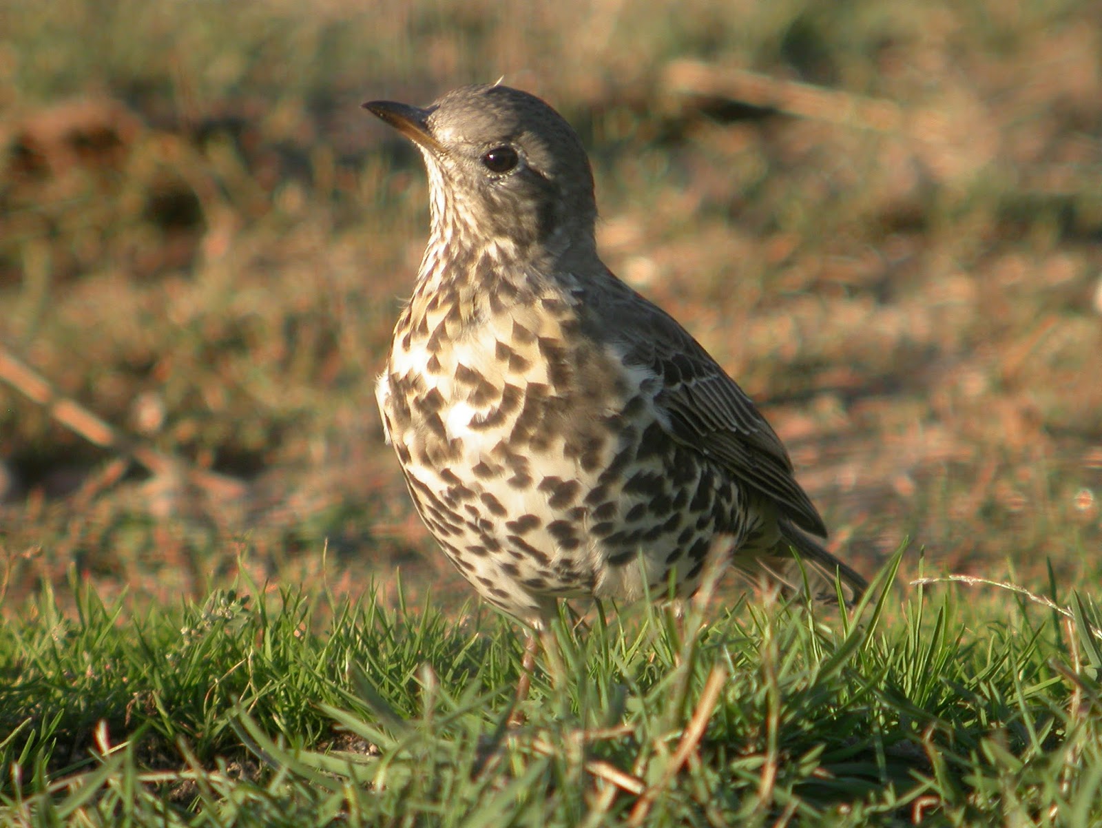 Aves y Fotografía de Naturaleza: Zorzales invernantes en Madrid ...