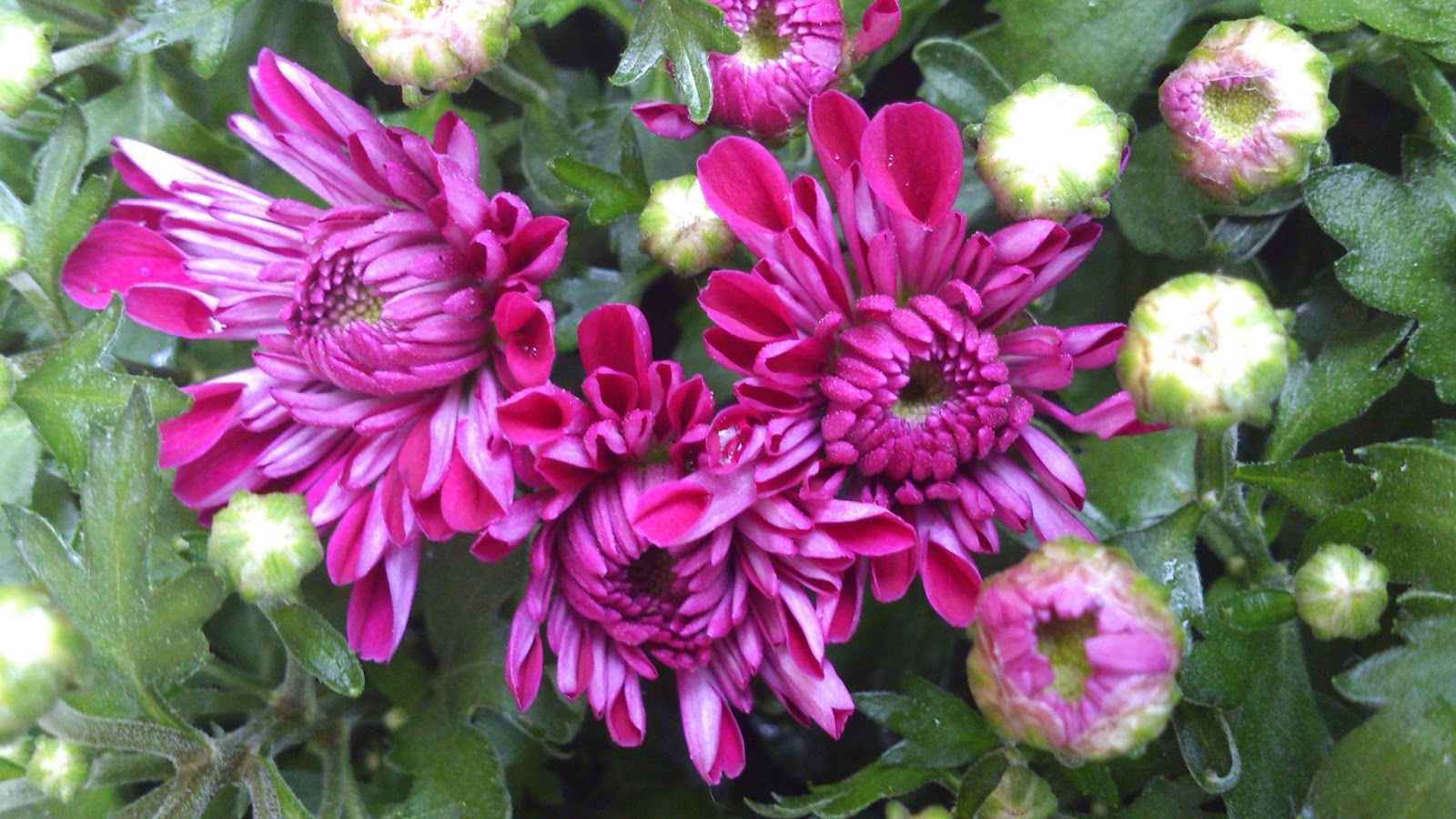 Vademecum Interesting Plants: Dendranthema - Chryzantema - Chrysanthemum