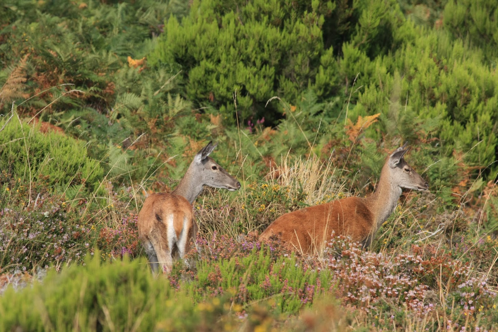 Javier lópez de Bergara: Ciervas