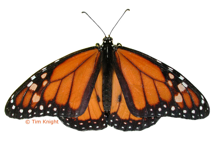 Collage: ANIMALS OF AMAZON RAINFOREST