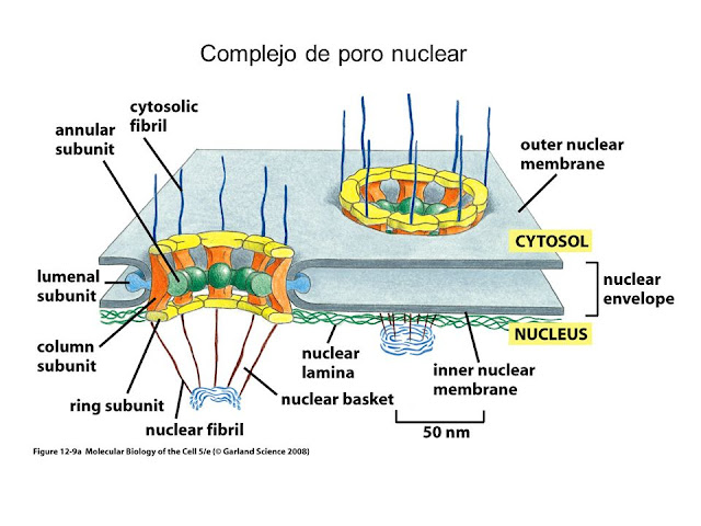 EL BLOG DE 4º ESO DE BIOLOGÍA Y GEOLOGÍA: CROMATINA, CROMOSOMA Y CROMÁTIDAS