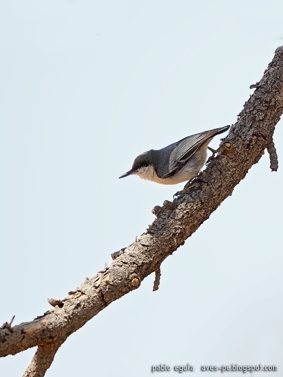 mis fotos de aves: Sitta pygmaea Trepador Enano Pygmy Nuthatch