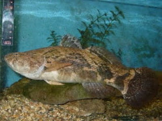 info budidaya ternak: Cara Pemijahan Ikan Betutu