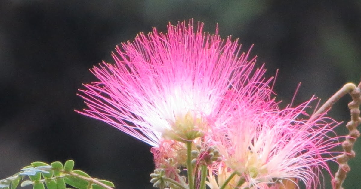 mundo con imágenes: Flor del árbol de la Seda