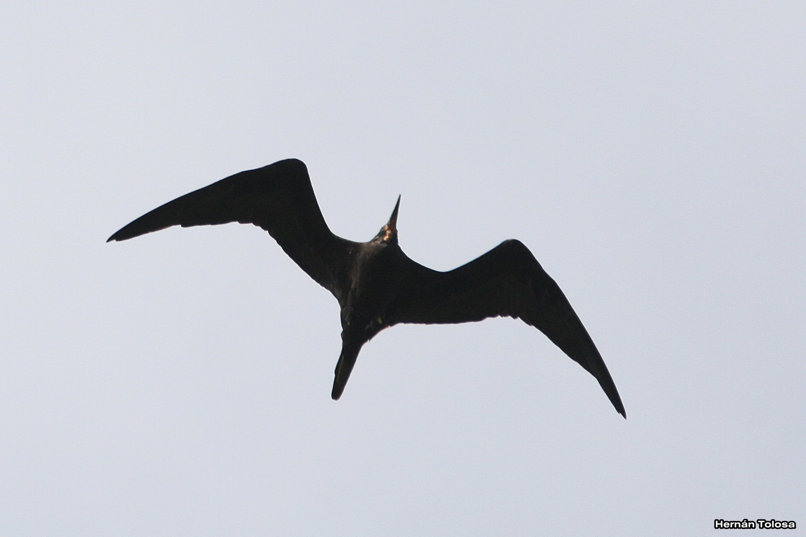 Aves en Brasil: Ave fragata / Tesourão (Fregata magnificens)