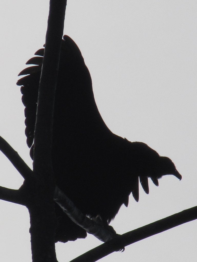 uwak - philippin news collections