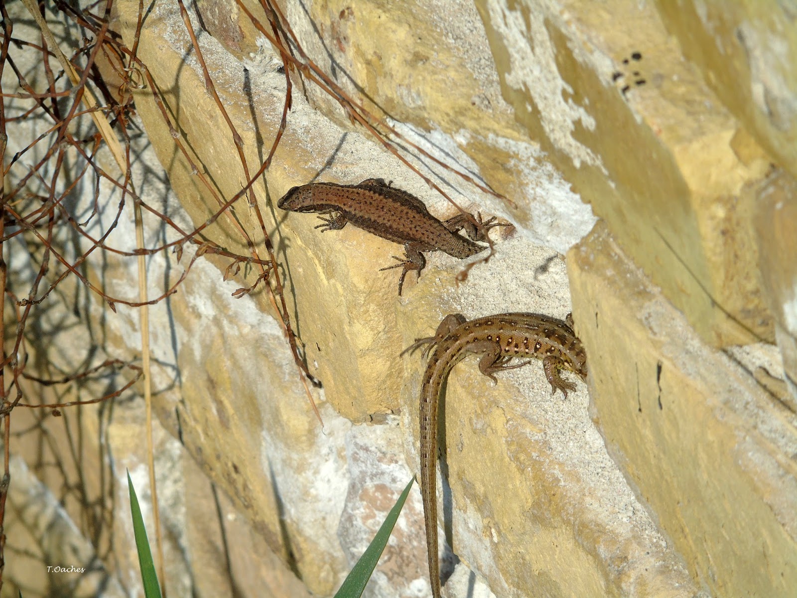 PASARI DIN ROMANIA: REPTILE ( 2 ), Soparle