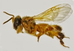 bradpetehoops: Trigona Stingless Bees and Kinds of Bees