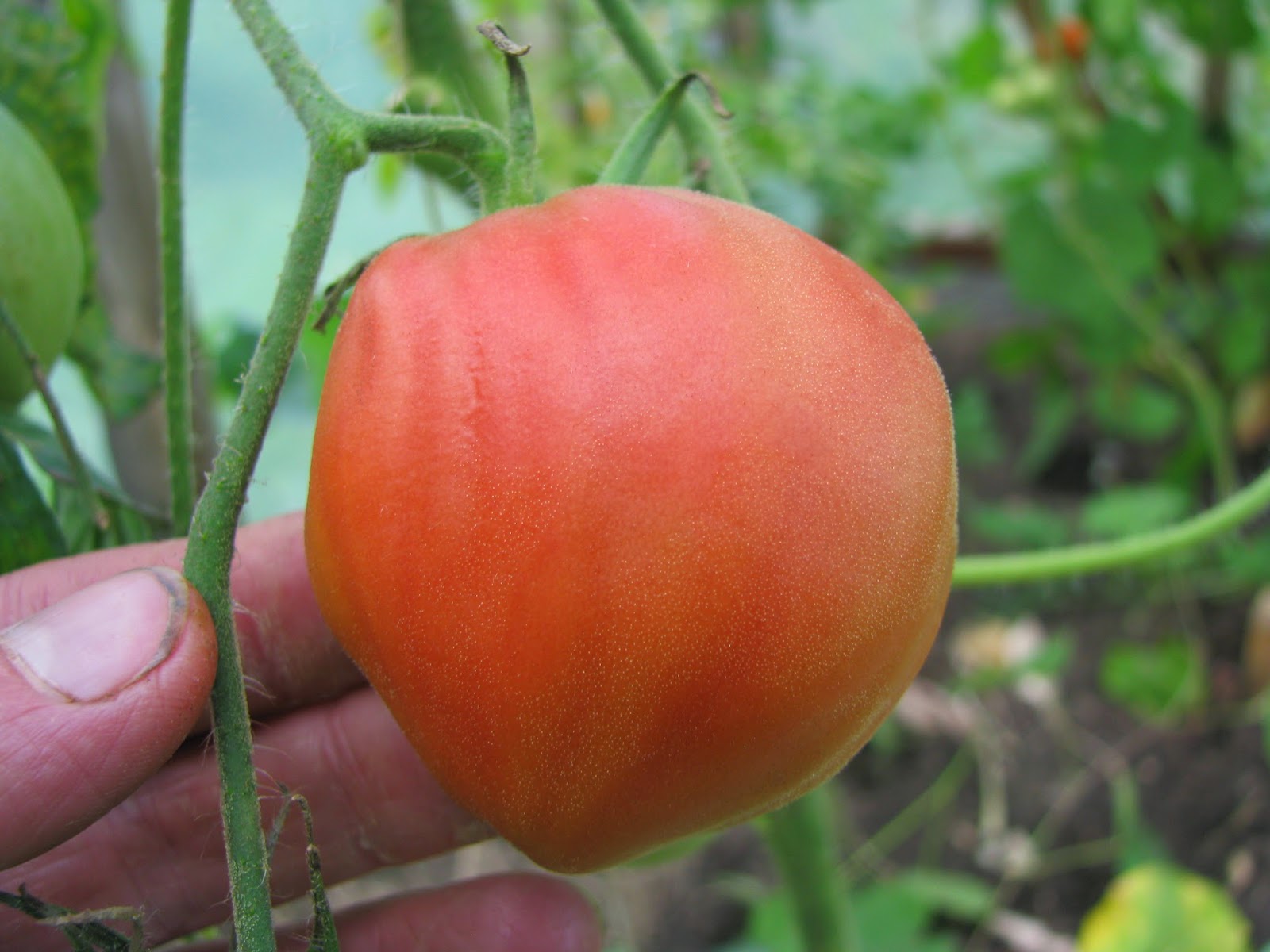 Kaubi maablogi: Tomatid