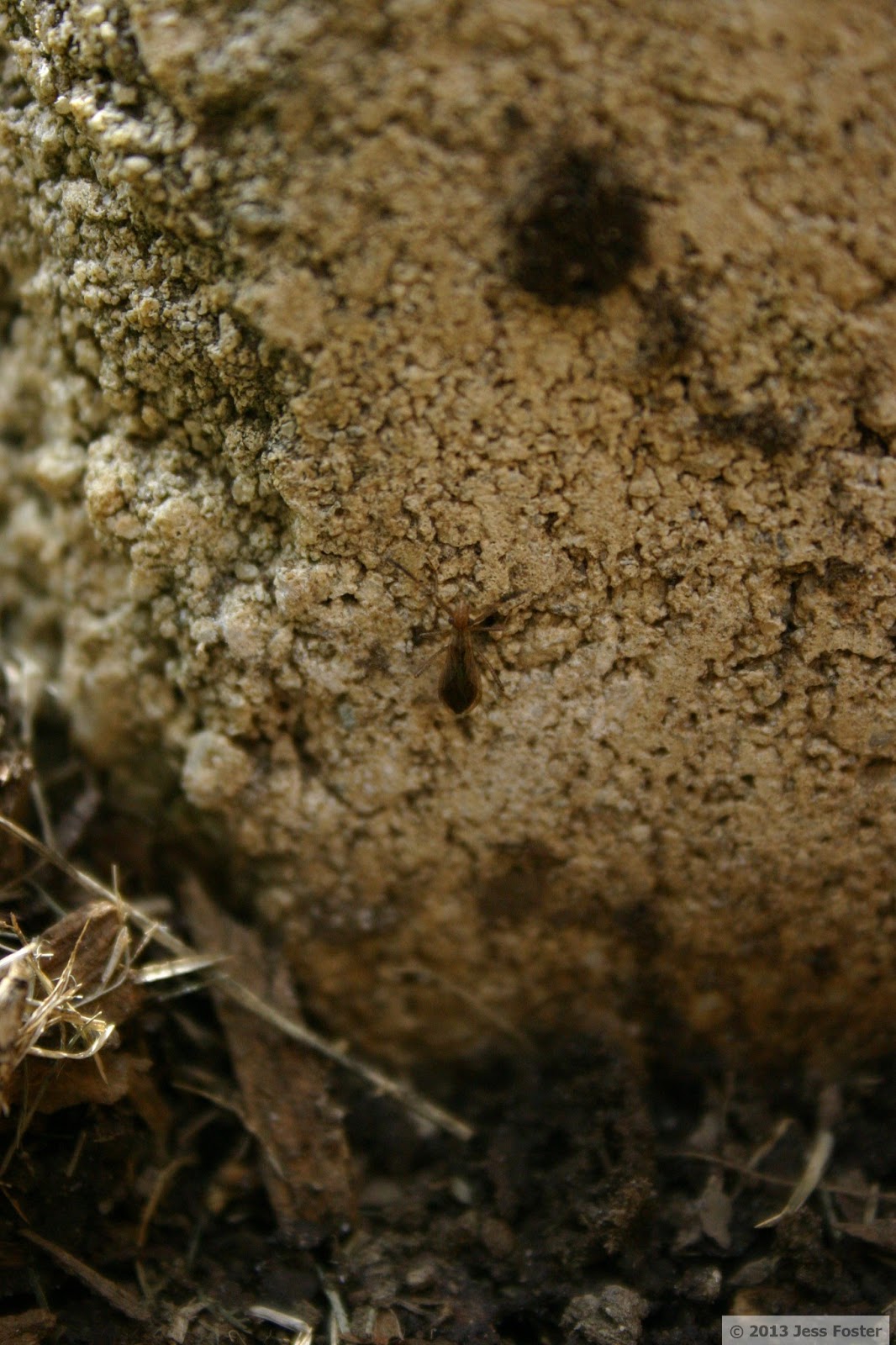 Sluggin' Along: Broad-Headed Bug