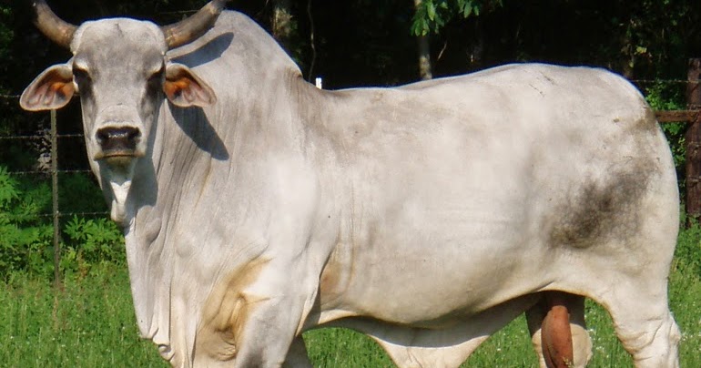 The American Cowboy Chronicles: Cattle Breed -- The American Brahman