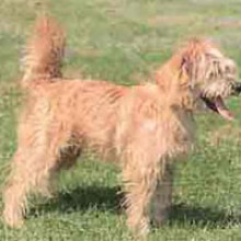 Perro Smous holandés | Perros callejeros