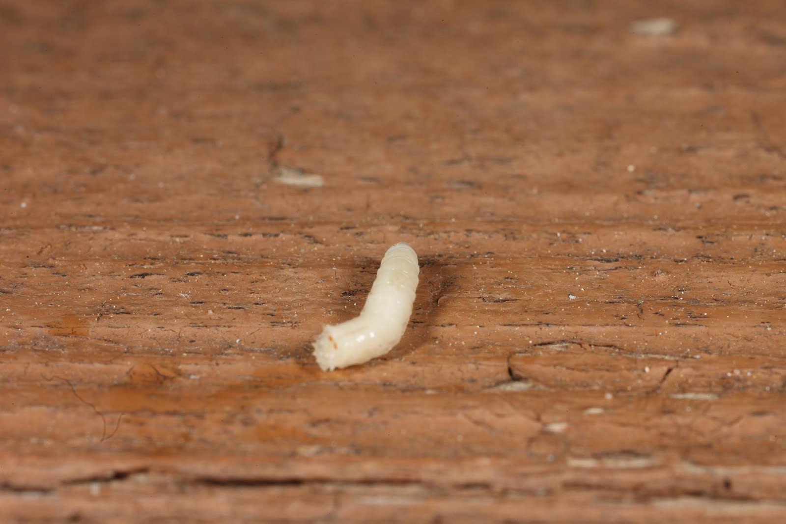 JaredDavidsonPhotography: Macro photographs of maggots