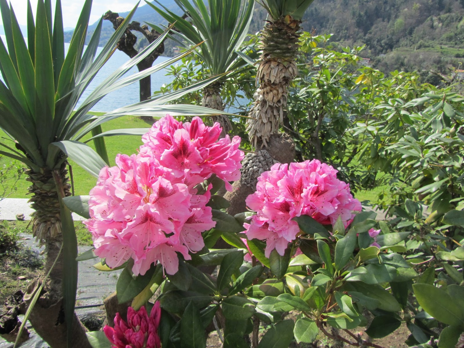 Coltivazione del Rododendro (Rhododendron spp.), Dove Piantarli ? | Il ...