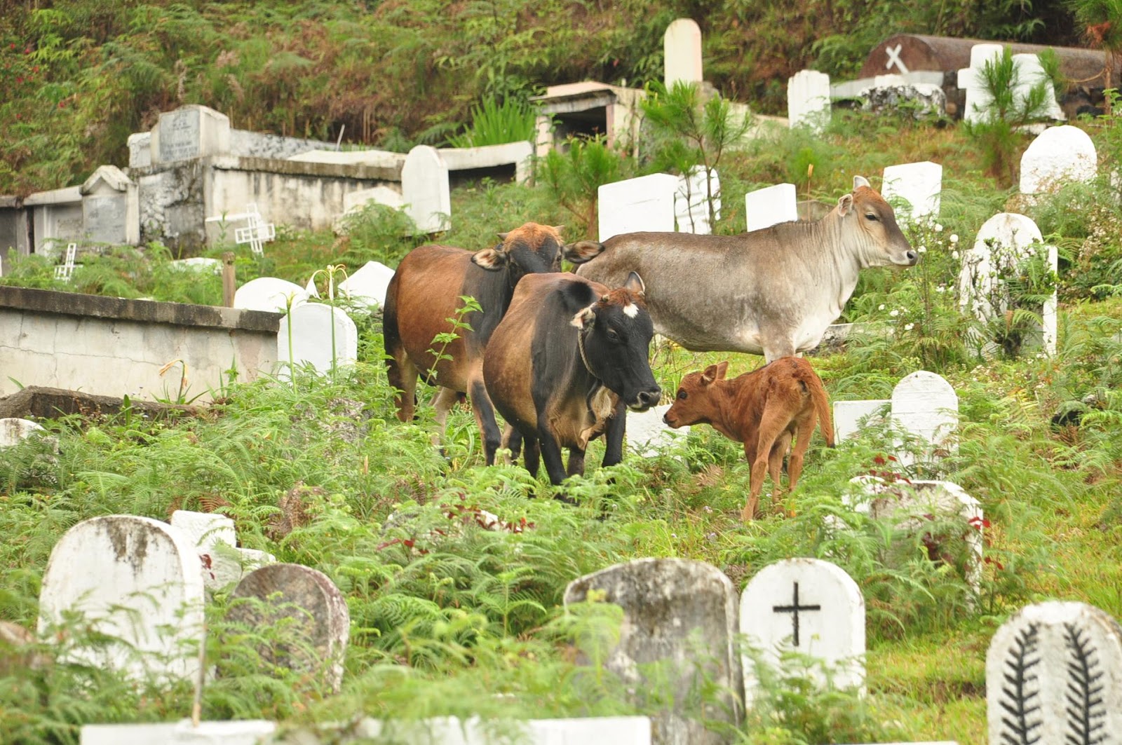 Deformutilation: Cemetery Wildlife II