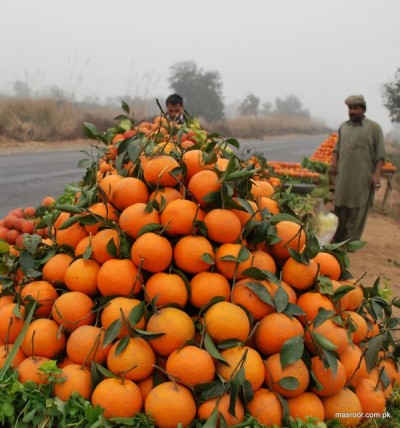 Pakistani Fruits Pictures - Pakistan in Photos