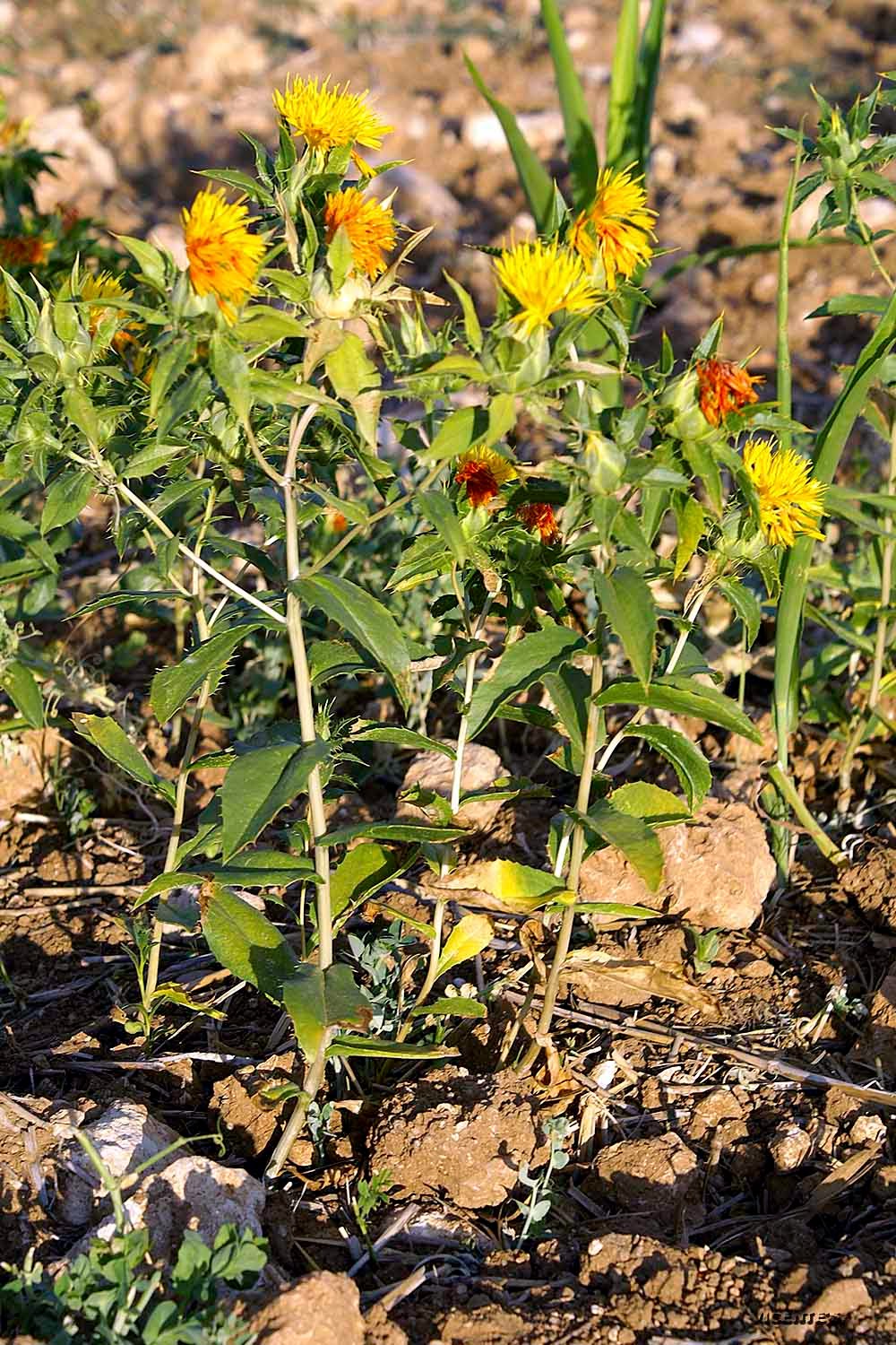 Las flores silvestres de Hormaza: Carthamus tinctorius