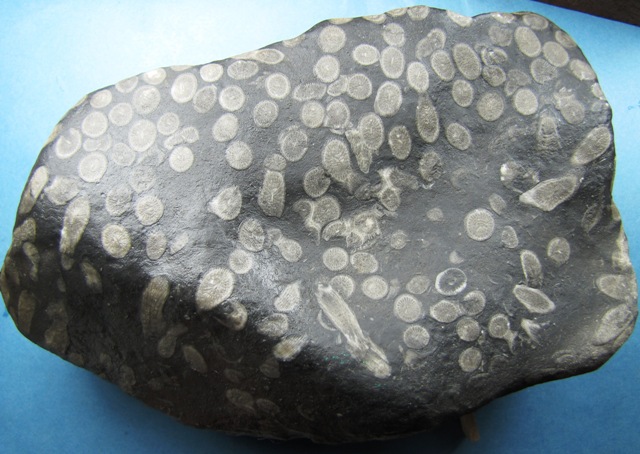 Lithostrotion - Alchetron, The Free Social Encyclopedia