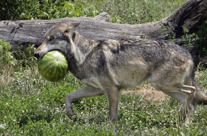 White Wolf : Wolves Munch Watermelons to Beat the Heat (Photos - Video)
